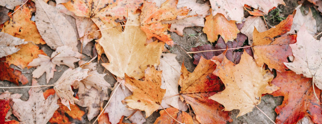 Things To Do in Dallas and Fort Worth in Fall 2019